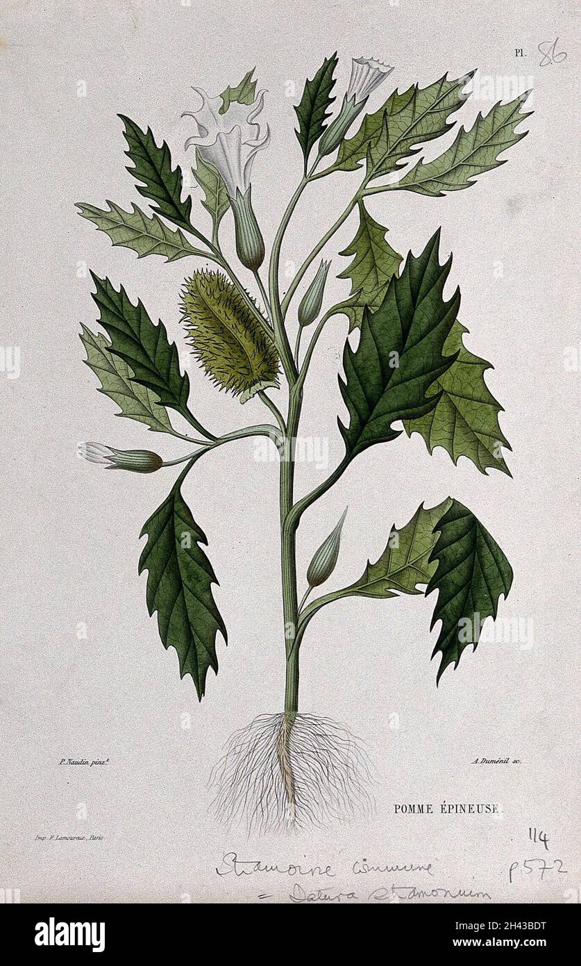 Thorn-apple or Jamestown weed (Datura stramonium): entire flowering and ...