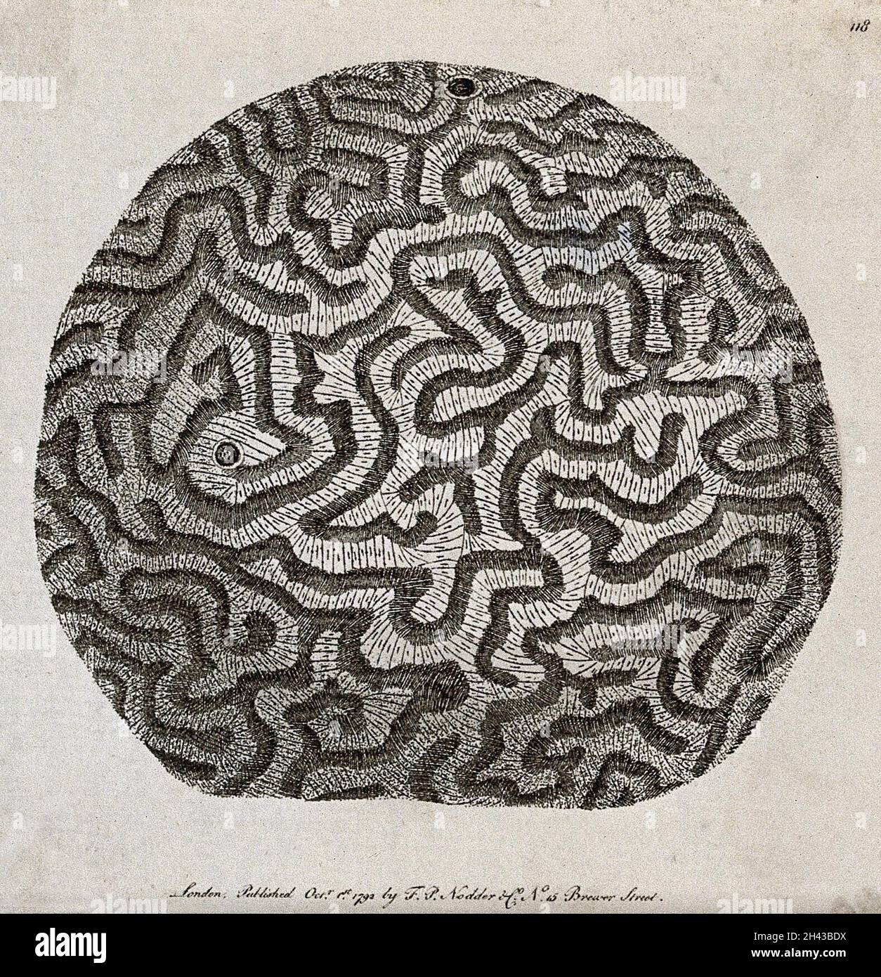 A spherical marine animal. Etching Stock Photo - Alamy