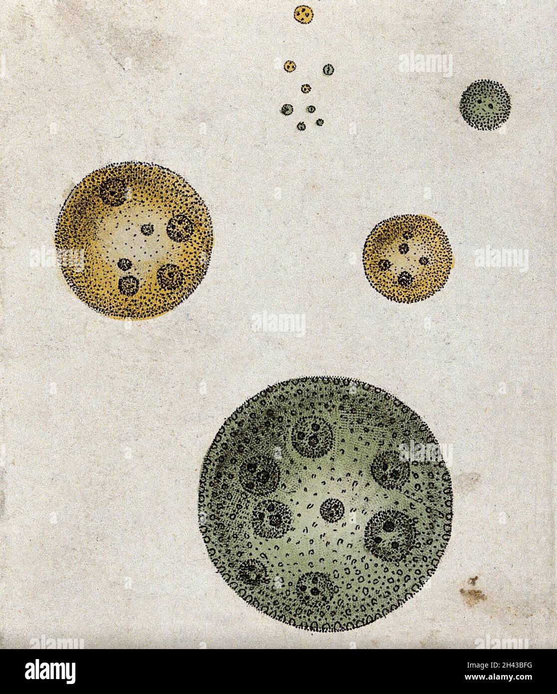 Marine animalcules. Coloured etching Stock Photo - Alamy