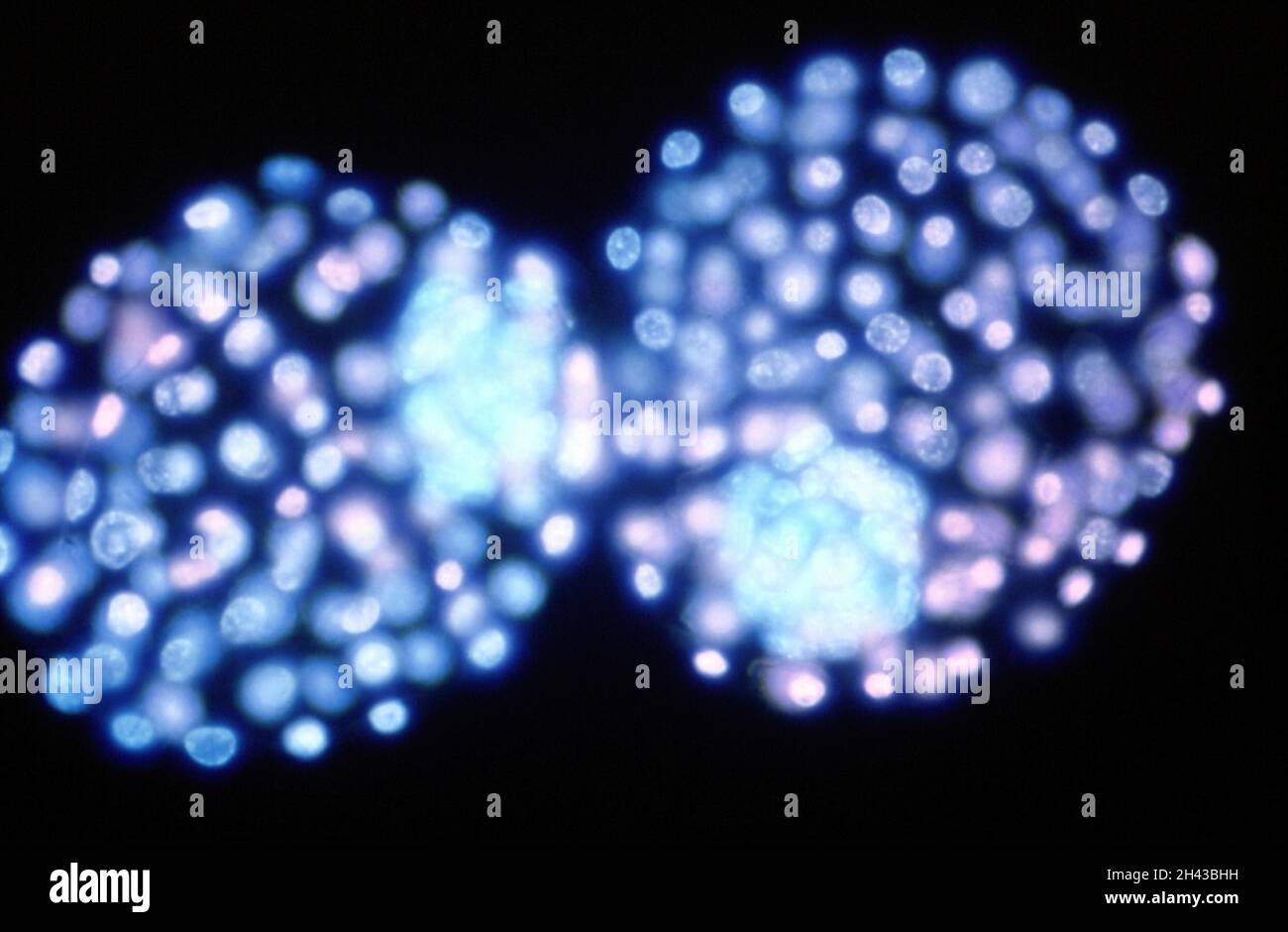 Inner cell mass hi-res stock photography and images - Alamy