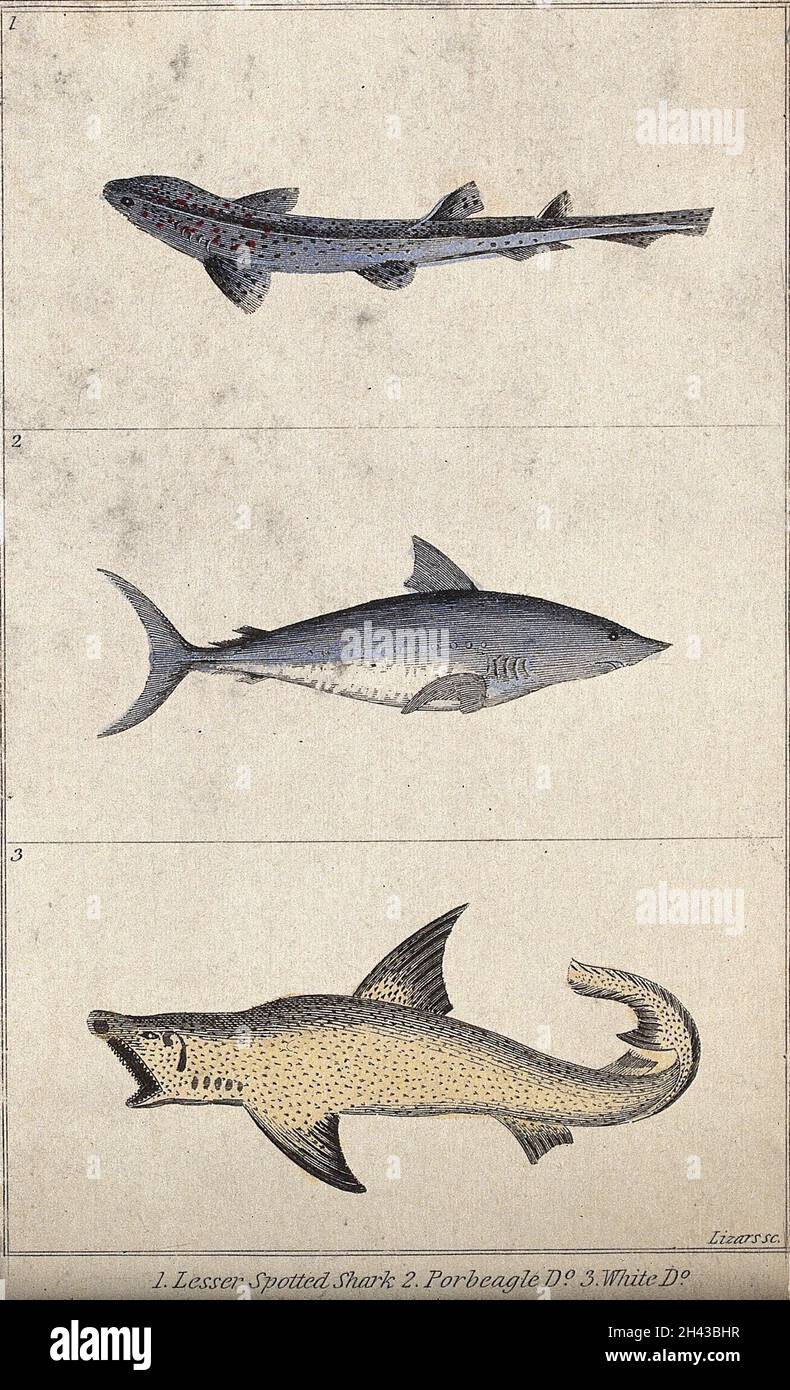 Above, a lesser spotted shark; middle, a porbeagle; below, a white ...