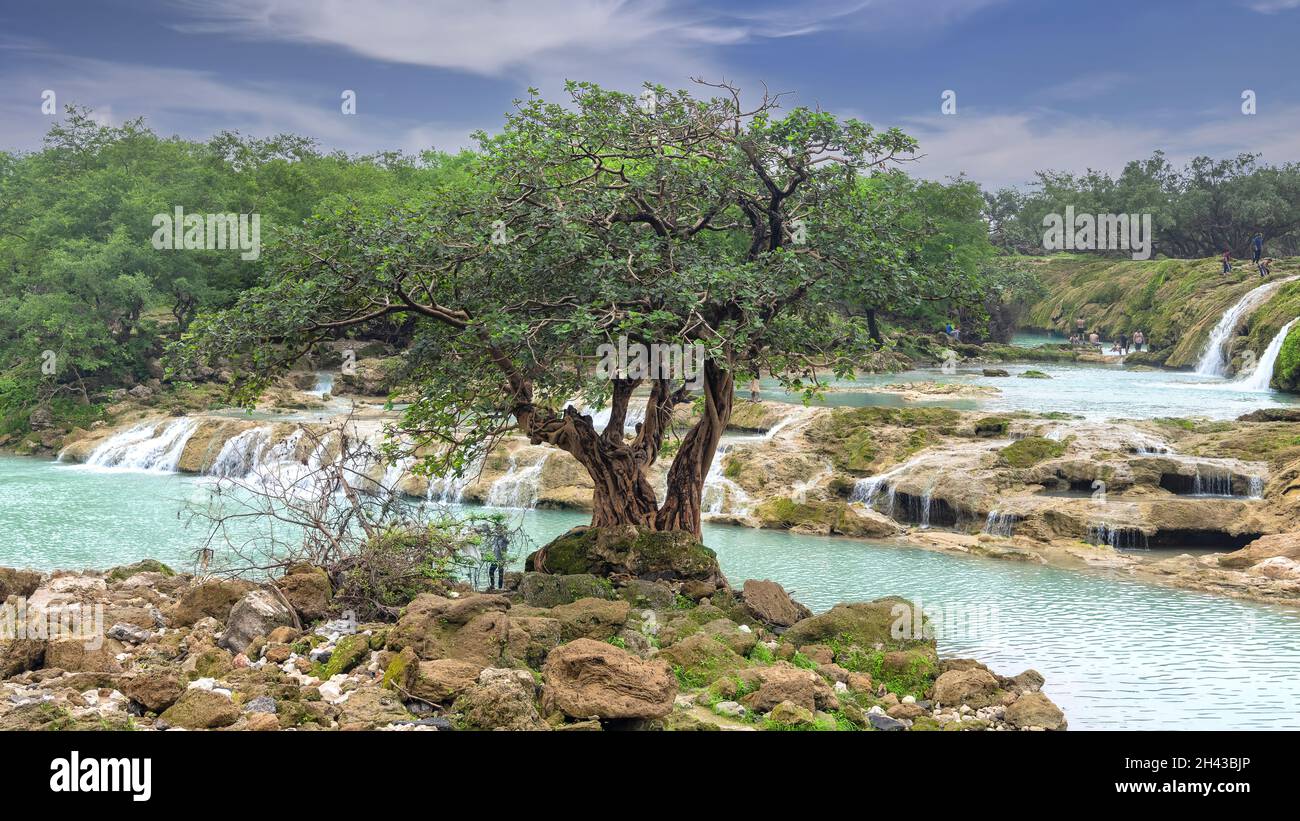 A tree by the stream of water Stock Photo - Alamy