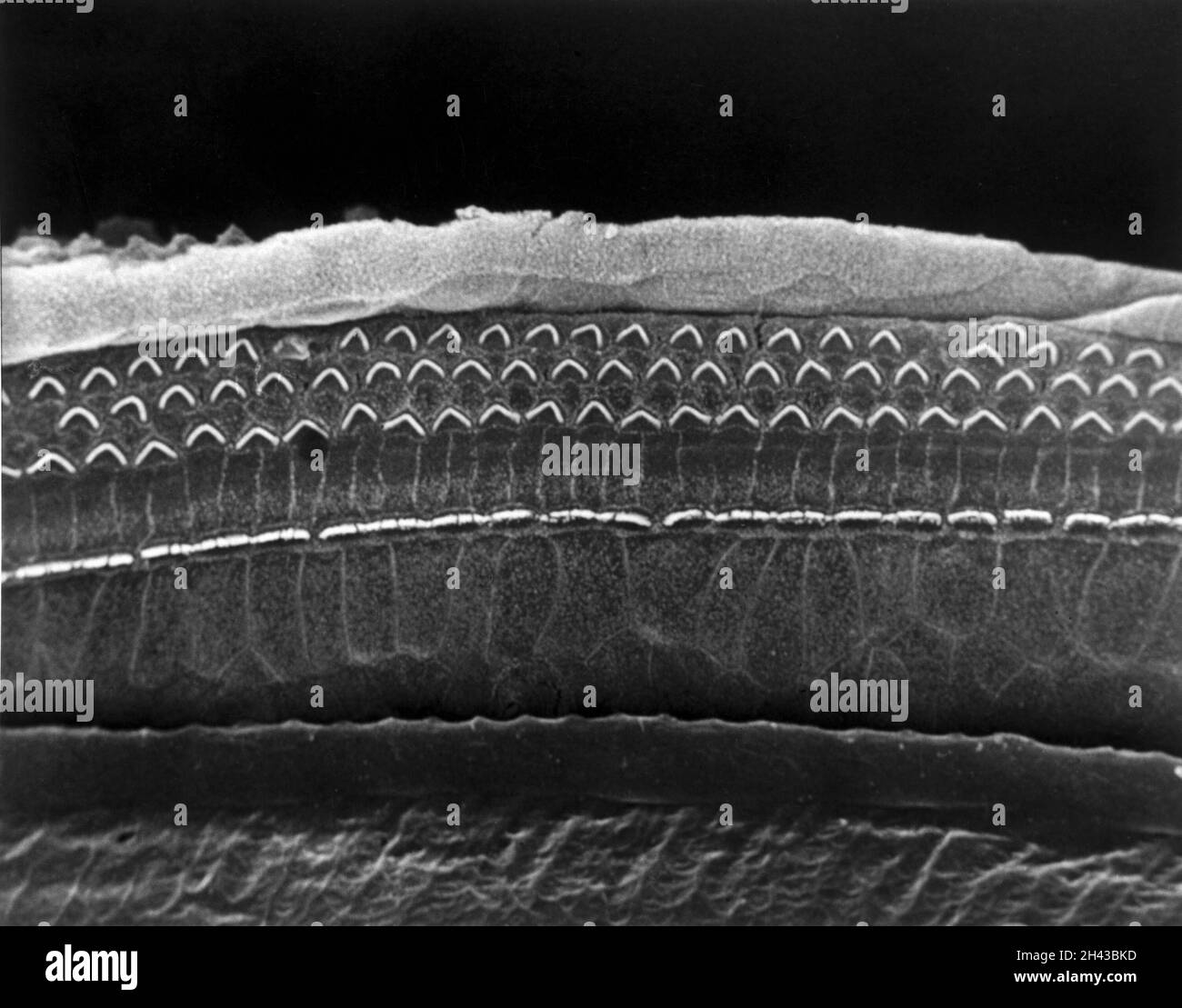 SEM upper surface of organ of Corti, G pig Stock Photo - Alamy