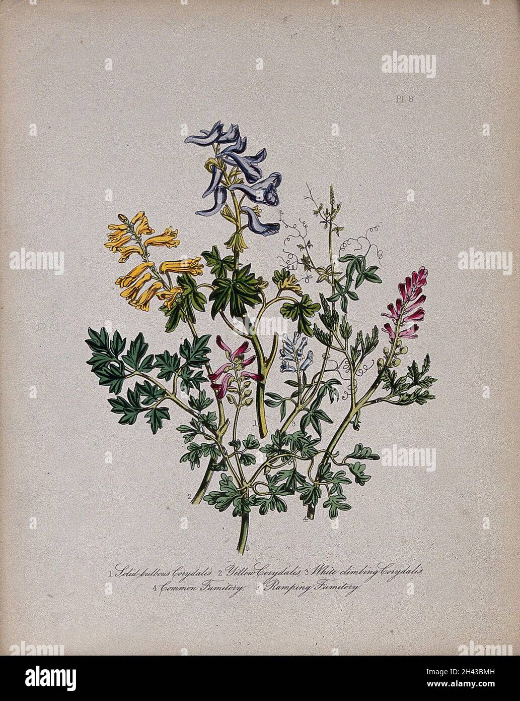 Five British wild flowers, three Corydalis species, and two similar ...