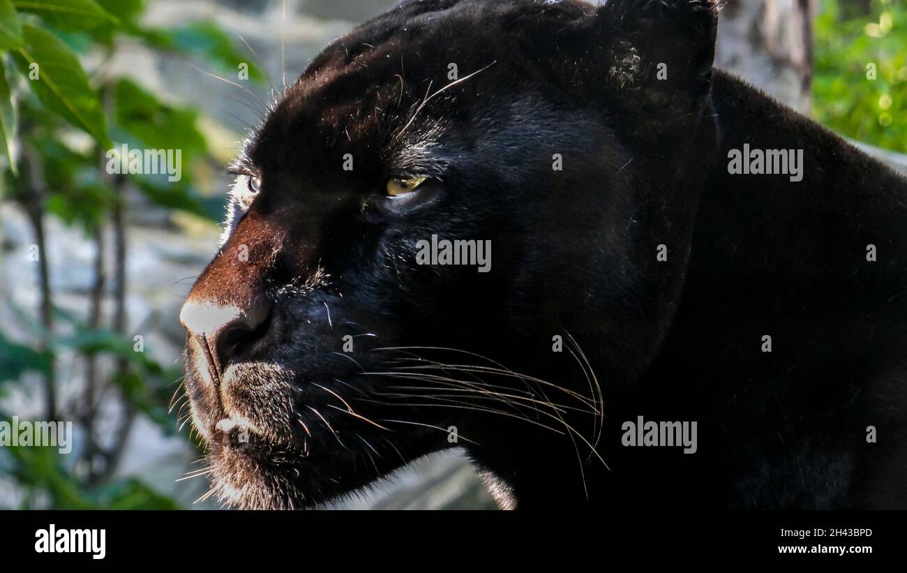 A selective closeup of a black panther Stock Photo - Alamy