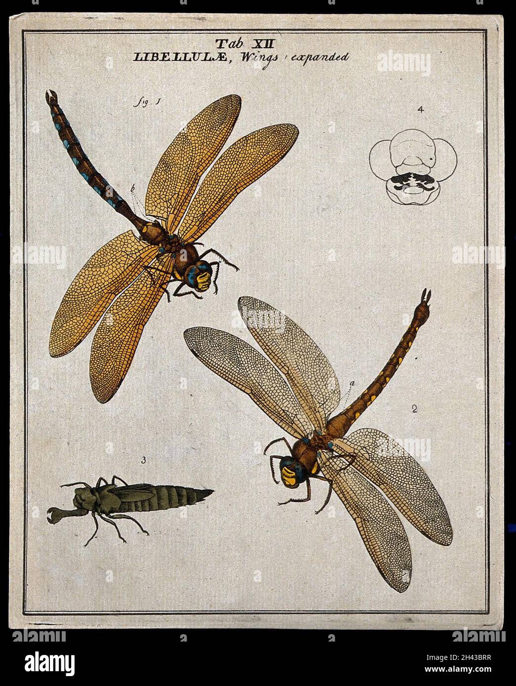 Two dragonflies (Libellulæ species): adults and larva. Coloured etching ...