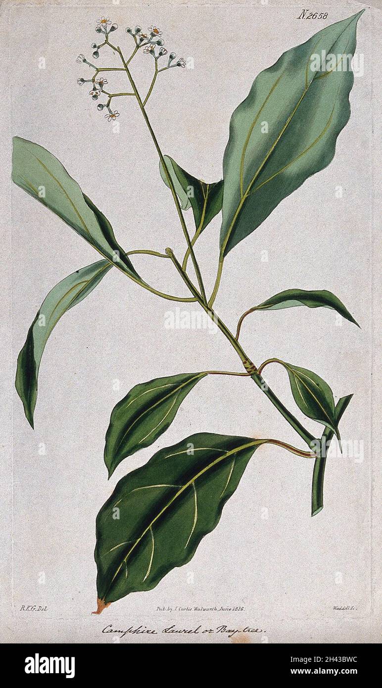Camphor plant (Cinnamomum camphora): flowering stem. Coloured engraving ...
