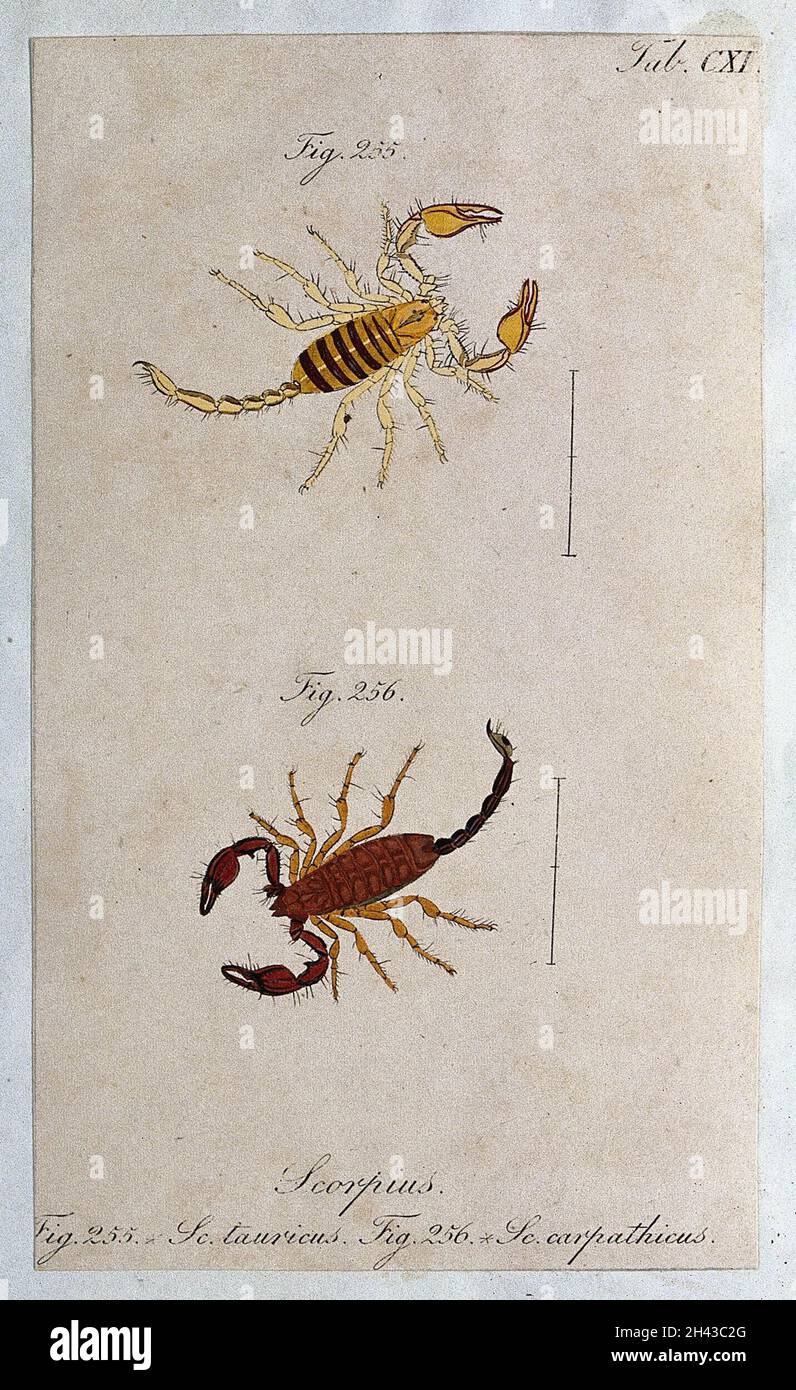 Two scorpions: Scorpius tauricus and Scorpius carpathicus. Coloured ...