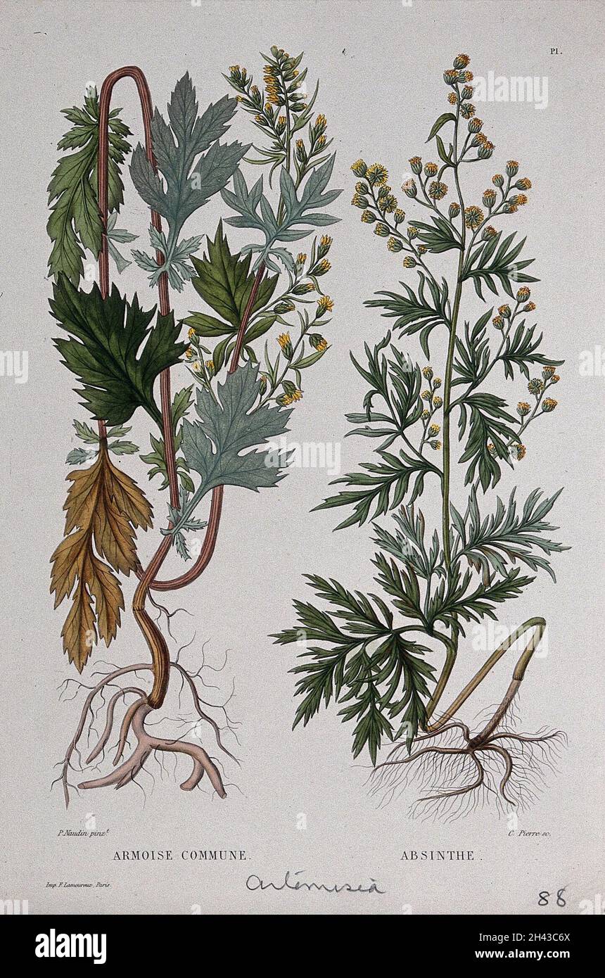Mugwort (Artemisia vulgaris) and wormwood (Artemisia absinthium ...