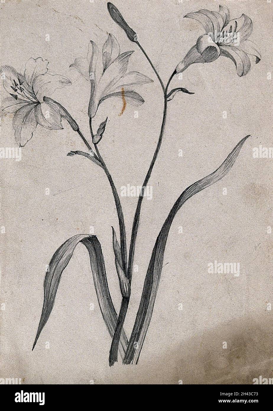 A lily: flowering stem and leaves. Pencil drawing Stock Photo - Alamy