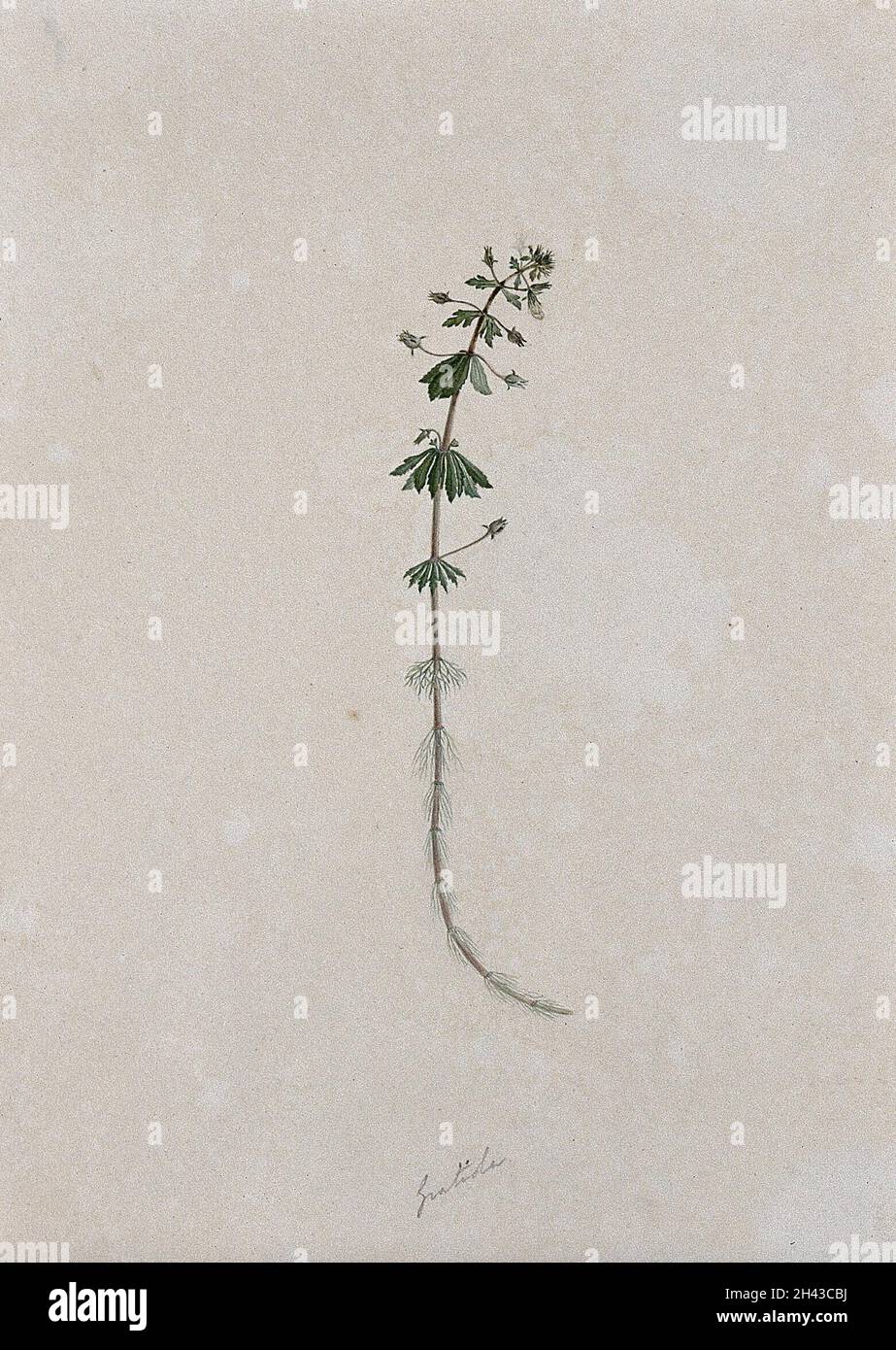 A plant (Gratiola species): flowering stem. Watercolour Stock Photo - Alamy