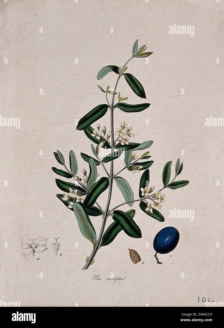Olive tree (Olea europaea): flowering stem with fruit and floral ...