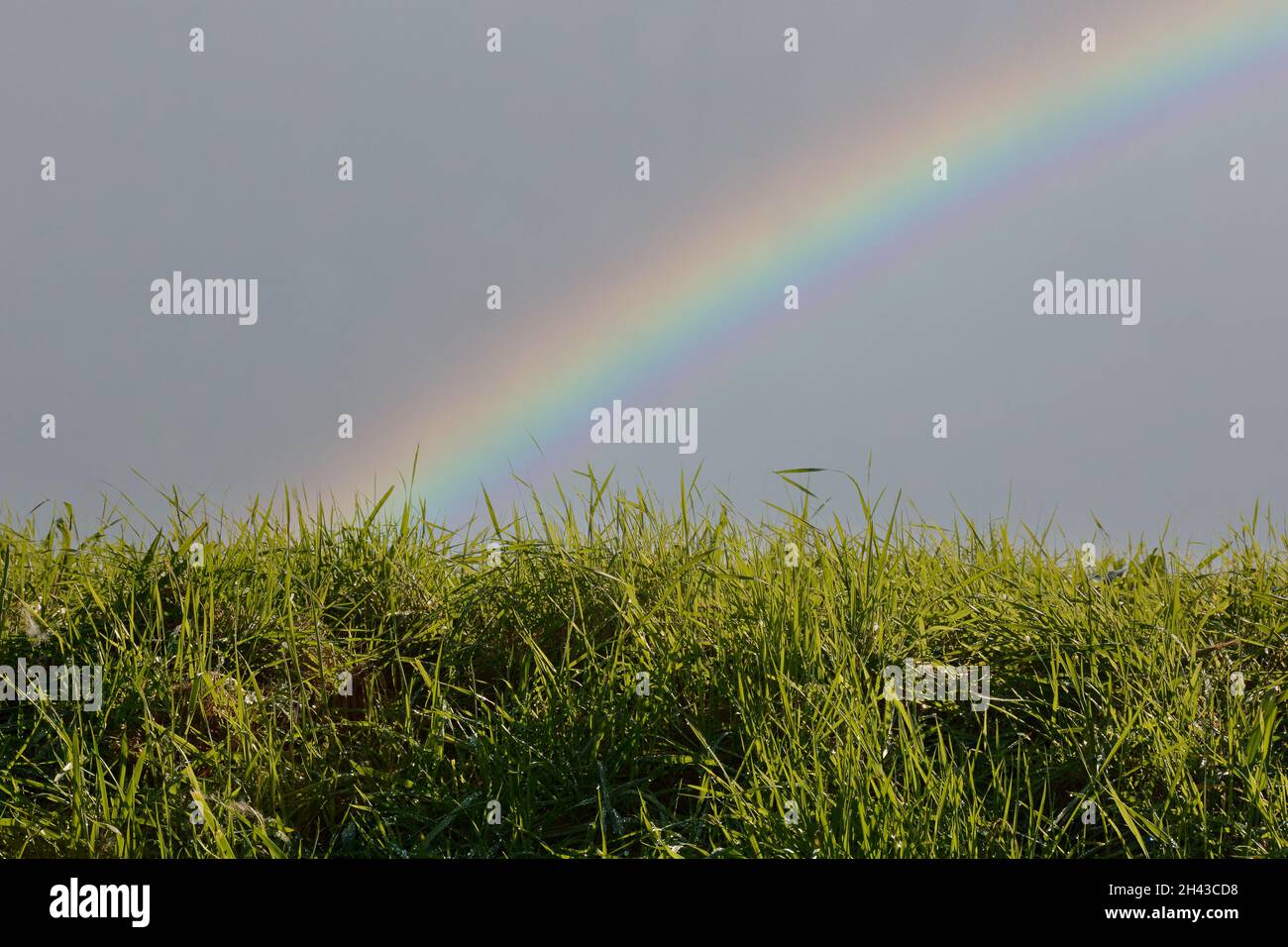 Green grass and a rainbow Stock Photo - Alamy