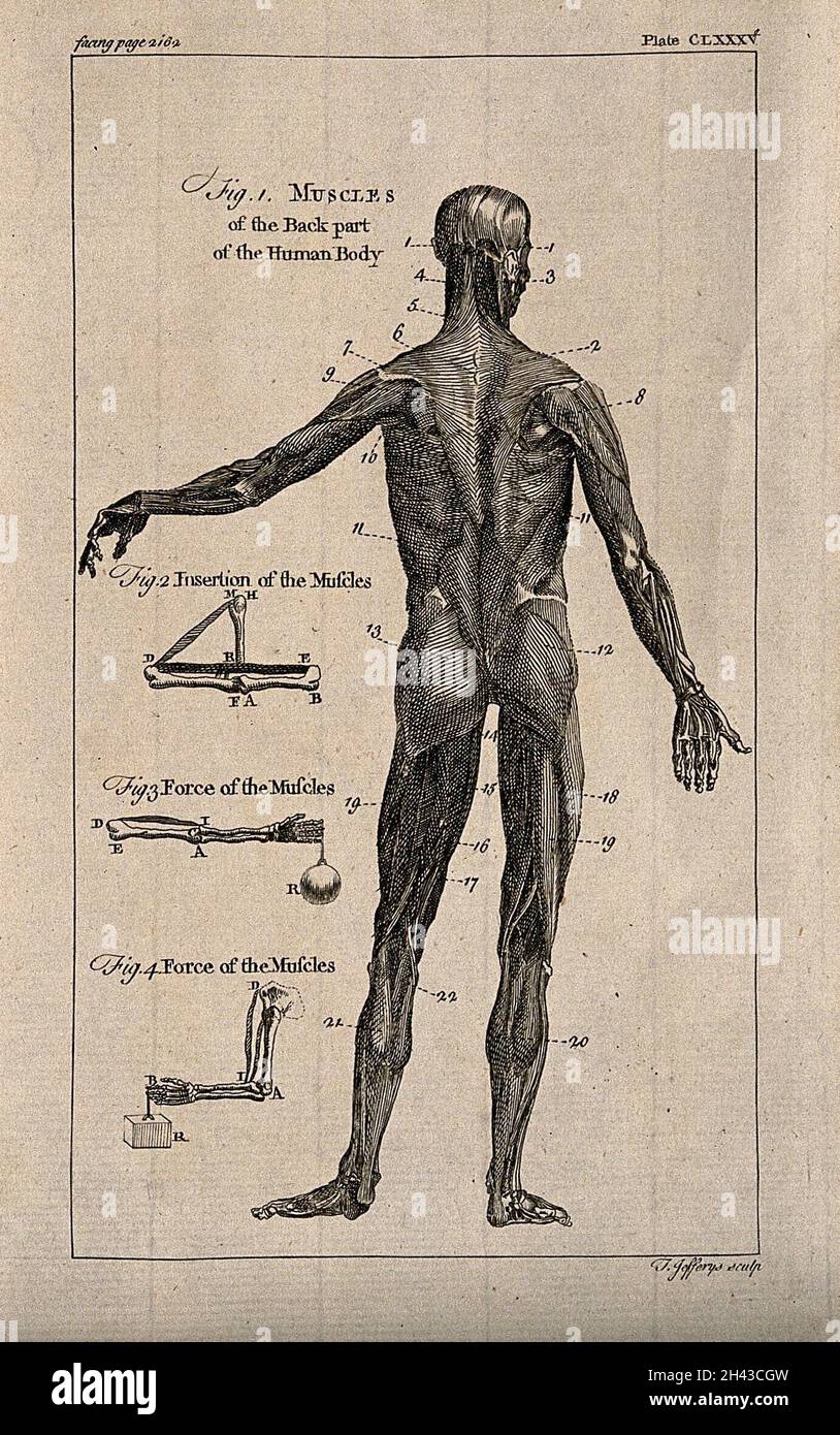 An écorché figure, back view, with left arm extended, and three figures ...