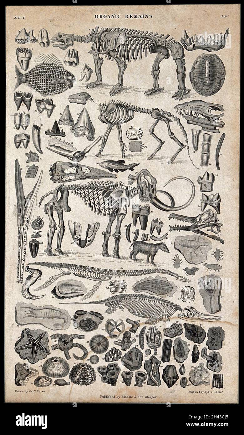 Three skeletons hi-res stock photography and images - Alamy