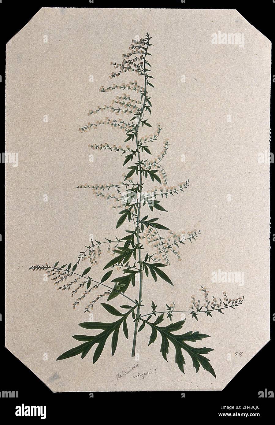 Mugwort (Artemisia vulgaris): flowering stem. Watercolour Stock Photo ...