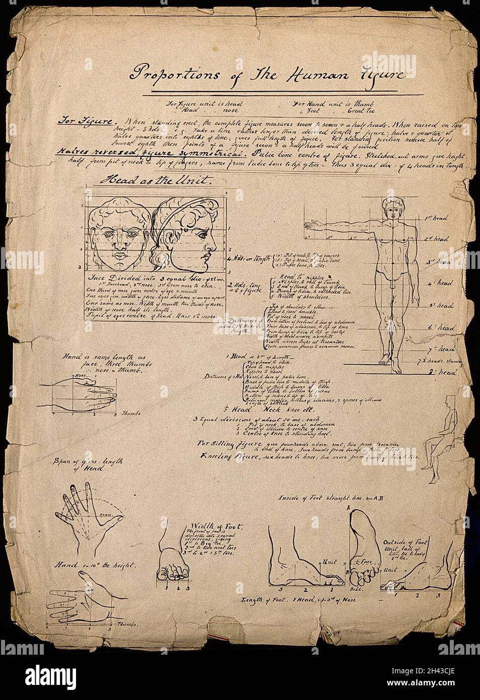 Proportions of the human body: annotated illustrations of the human ...
