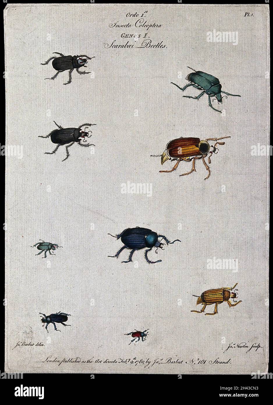 Scarabaeid beetles hi-res stock photography and images - Alamy