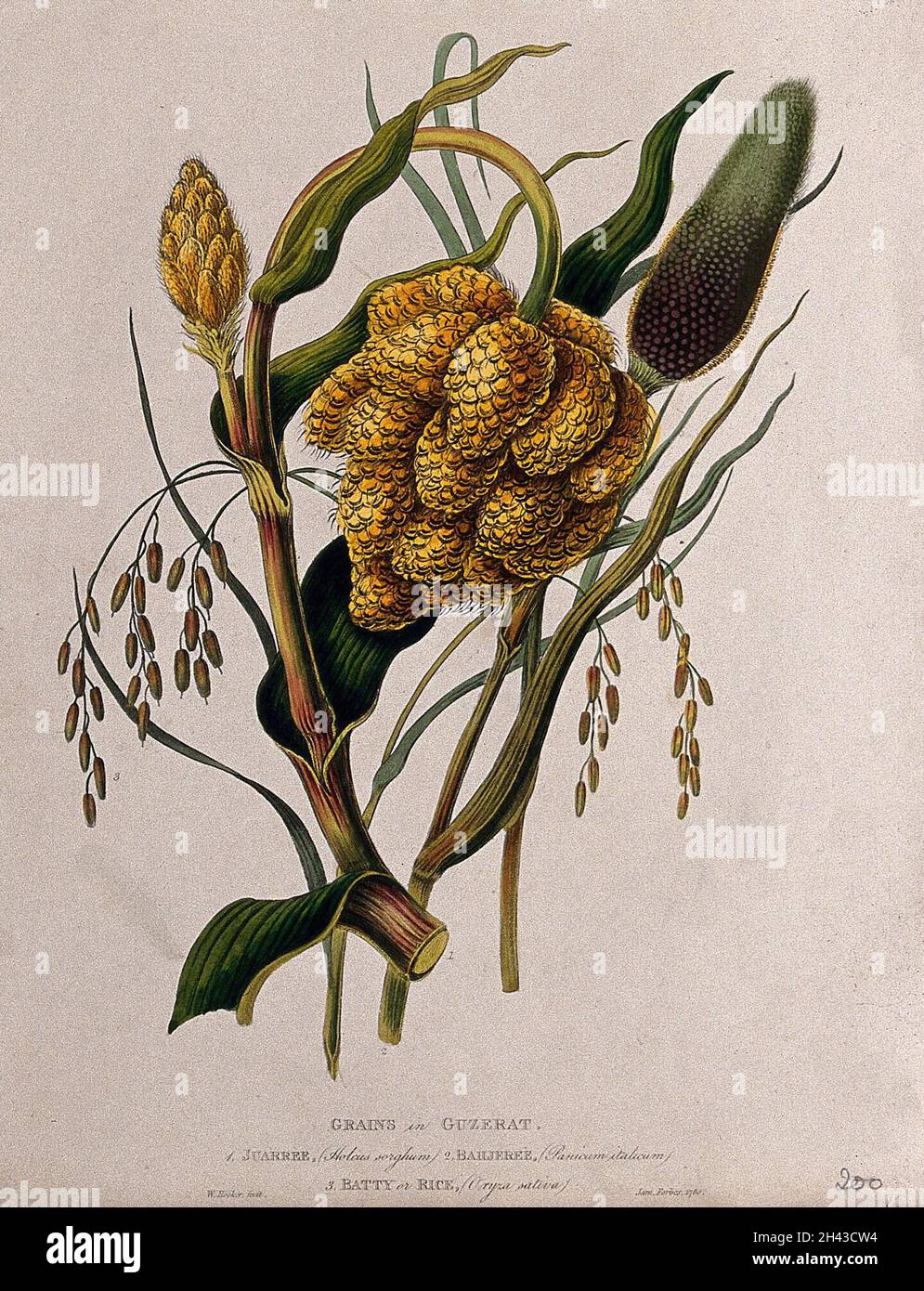 Seedheads of pasture grass (Holcus sp.), millet (Panicum sp.) and rice ...