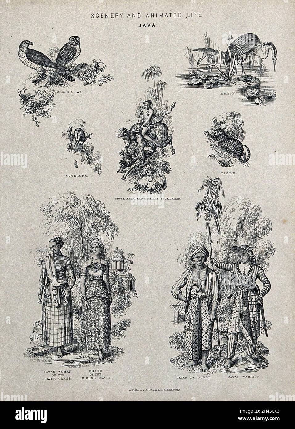 Java (Indonesia): animals and indigenous people, including Javan ...