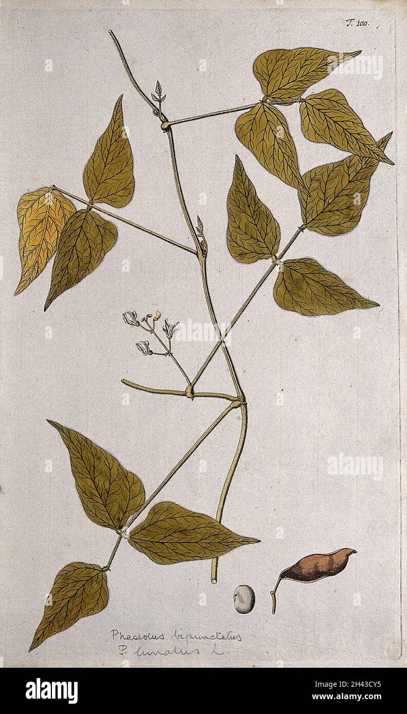 L lunatus hi-res stock photography and images - Alamy