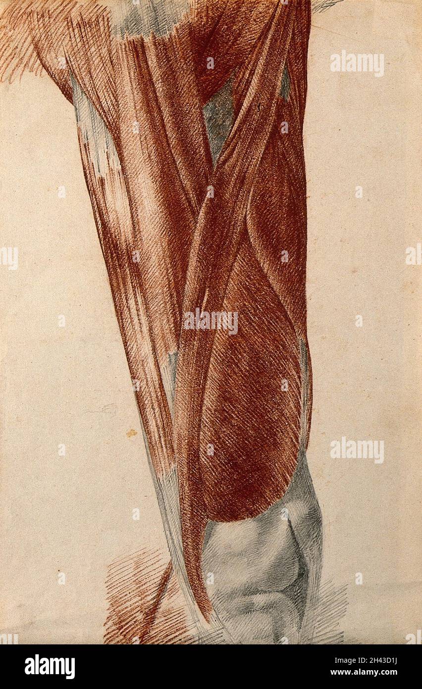 Muscles and tendons of the thigh. Red chalk and pencil drawing by or ...