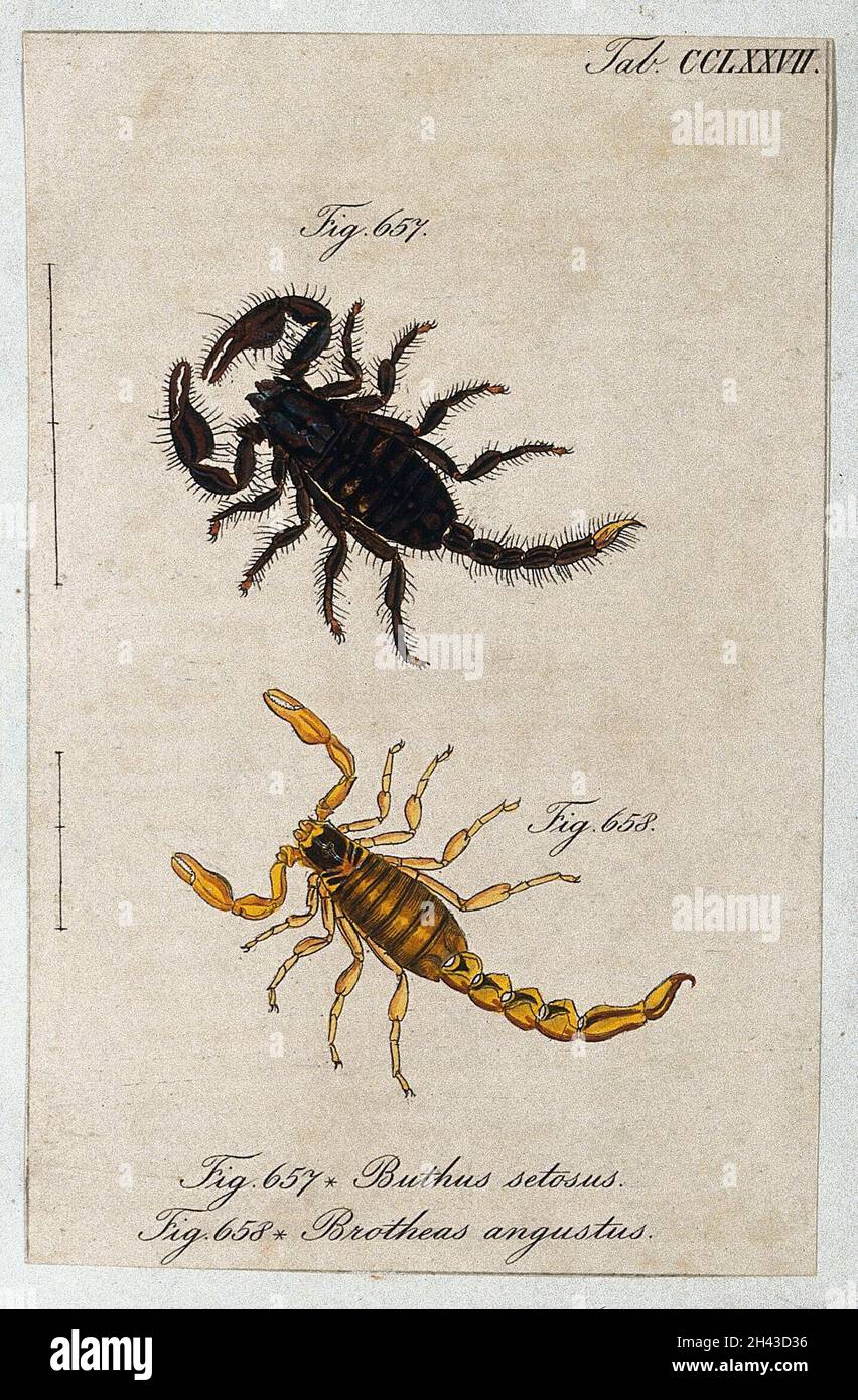 Two scorpions: Buthus setosus and Brotheas angustus. Coloured engraving ...