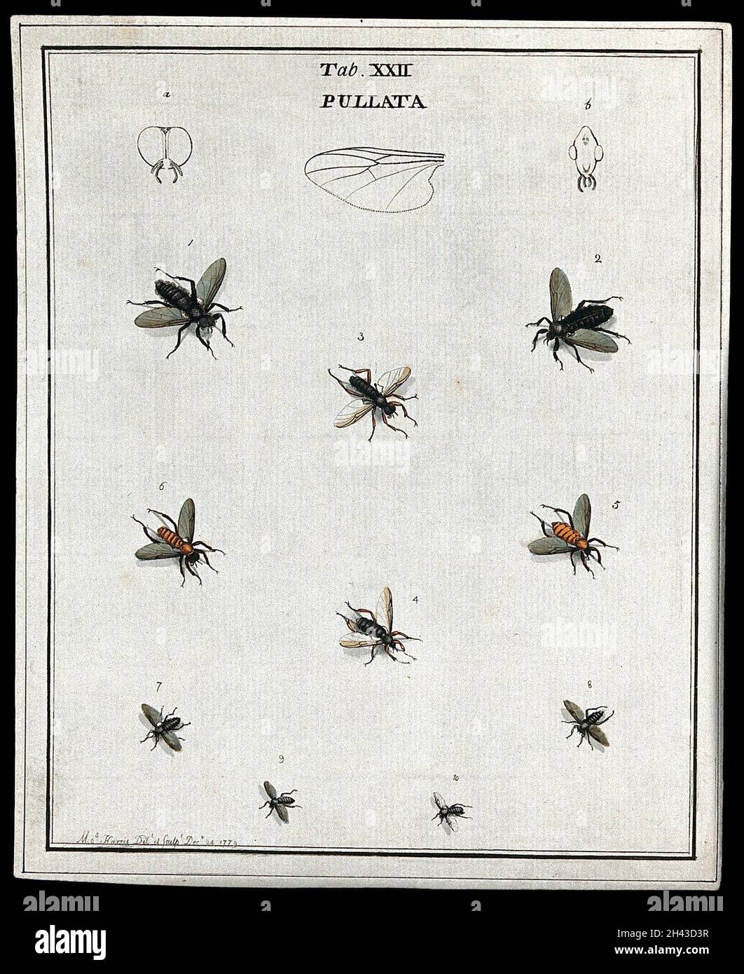 Ten flies (Pullata species). Coloured etching by M. Harris, 1779 Stock ...