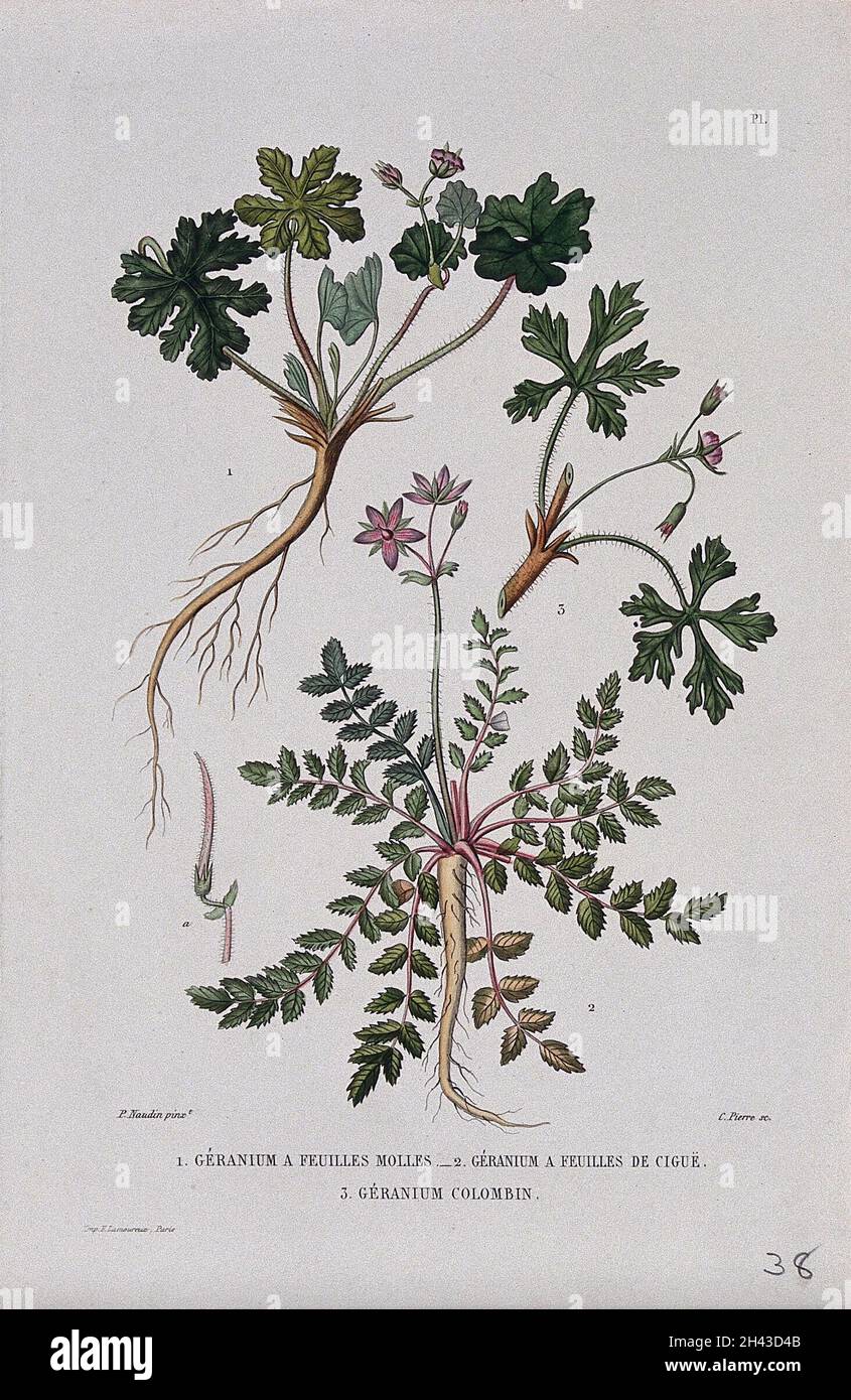 Two cranesbill plants (Geranium molle and Geranium columbinum) and a ...