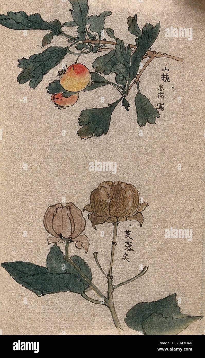 A hawthorn (Crataegus species) and possible clematis (Clematis species ...