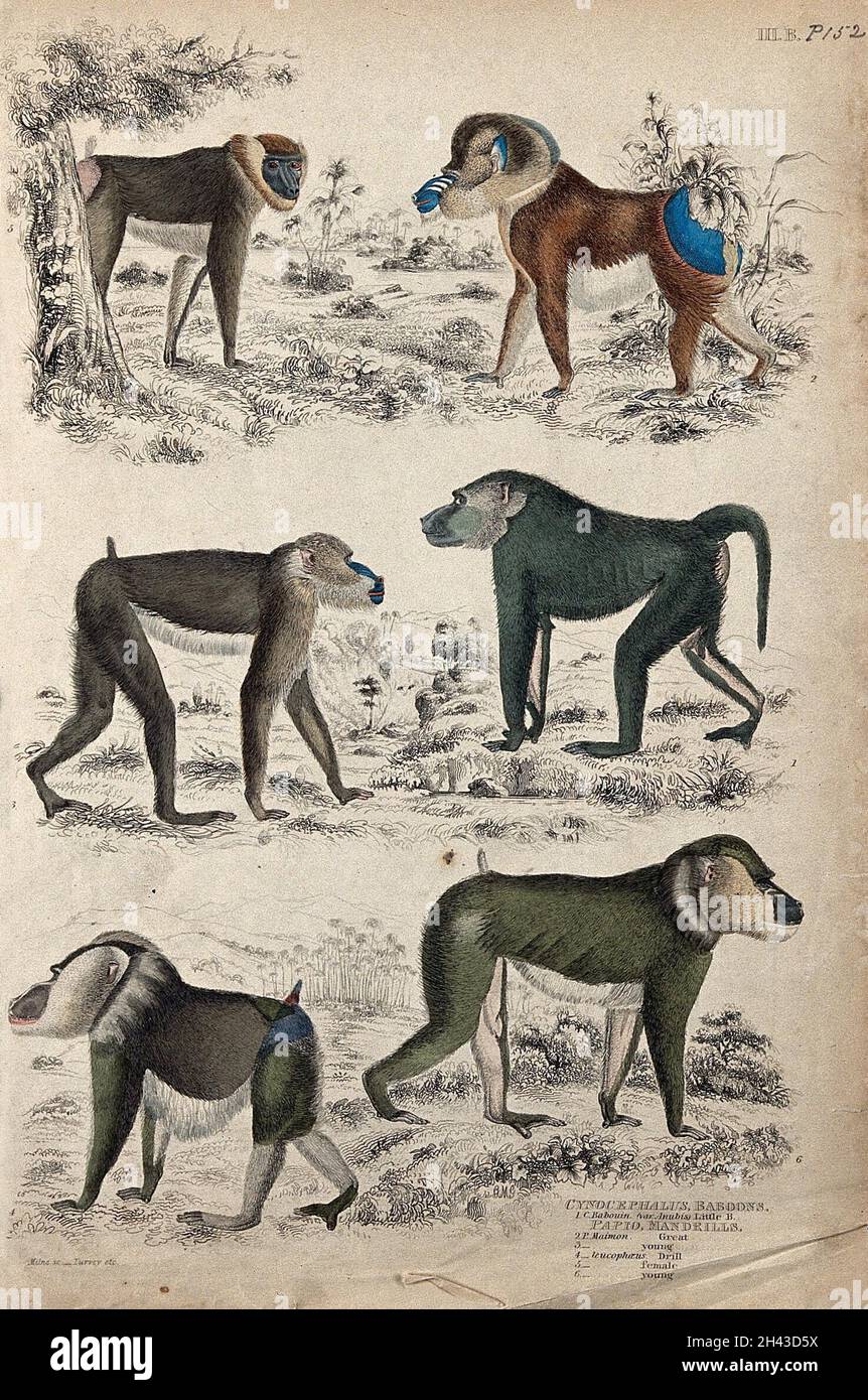 Above, a female mandrill and a great mandrill; middle, a young mandrill ...