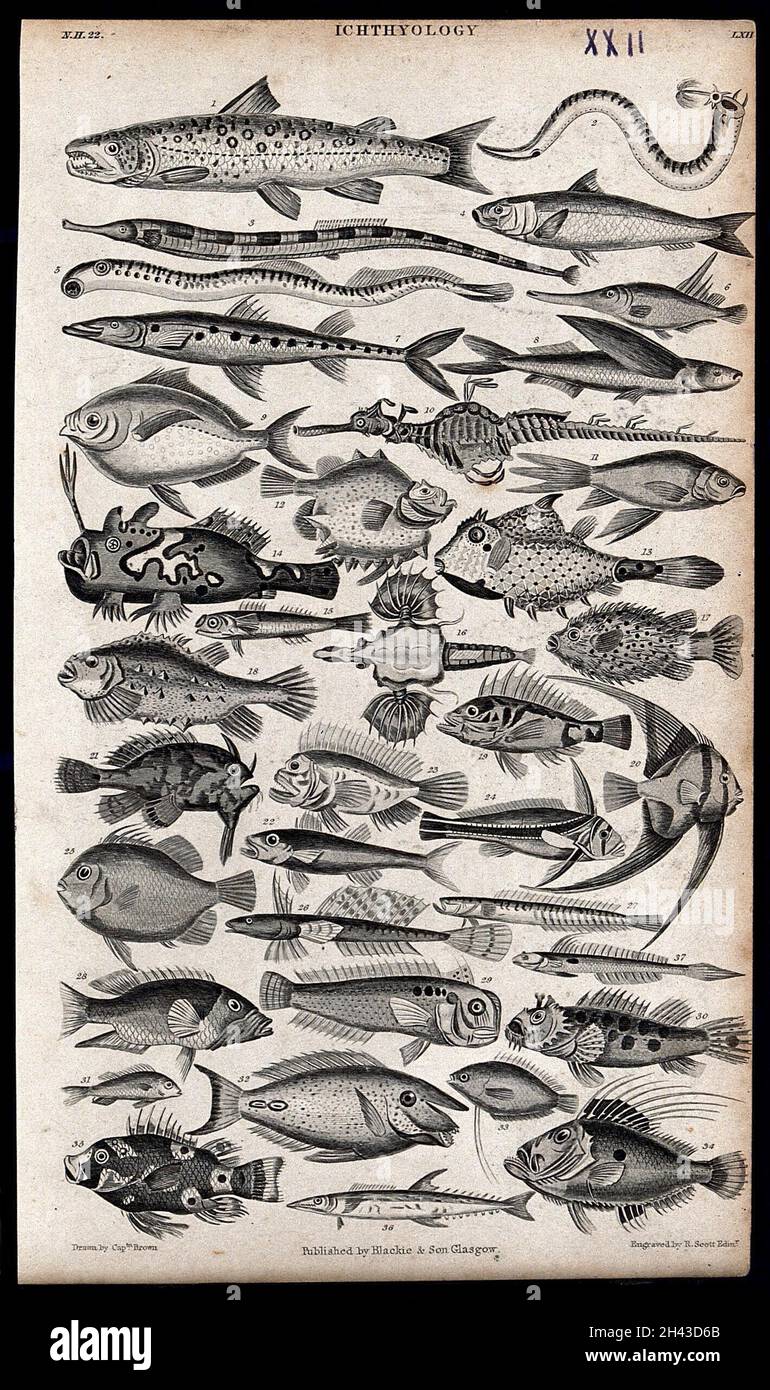 Different species of marine life hi-res stock photography and images ...