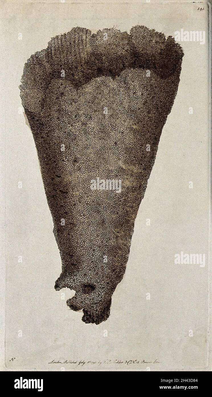 A marine animal. Coloured etching Stock Photo - Alamy