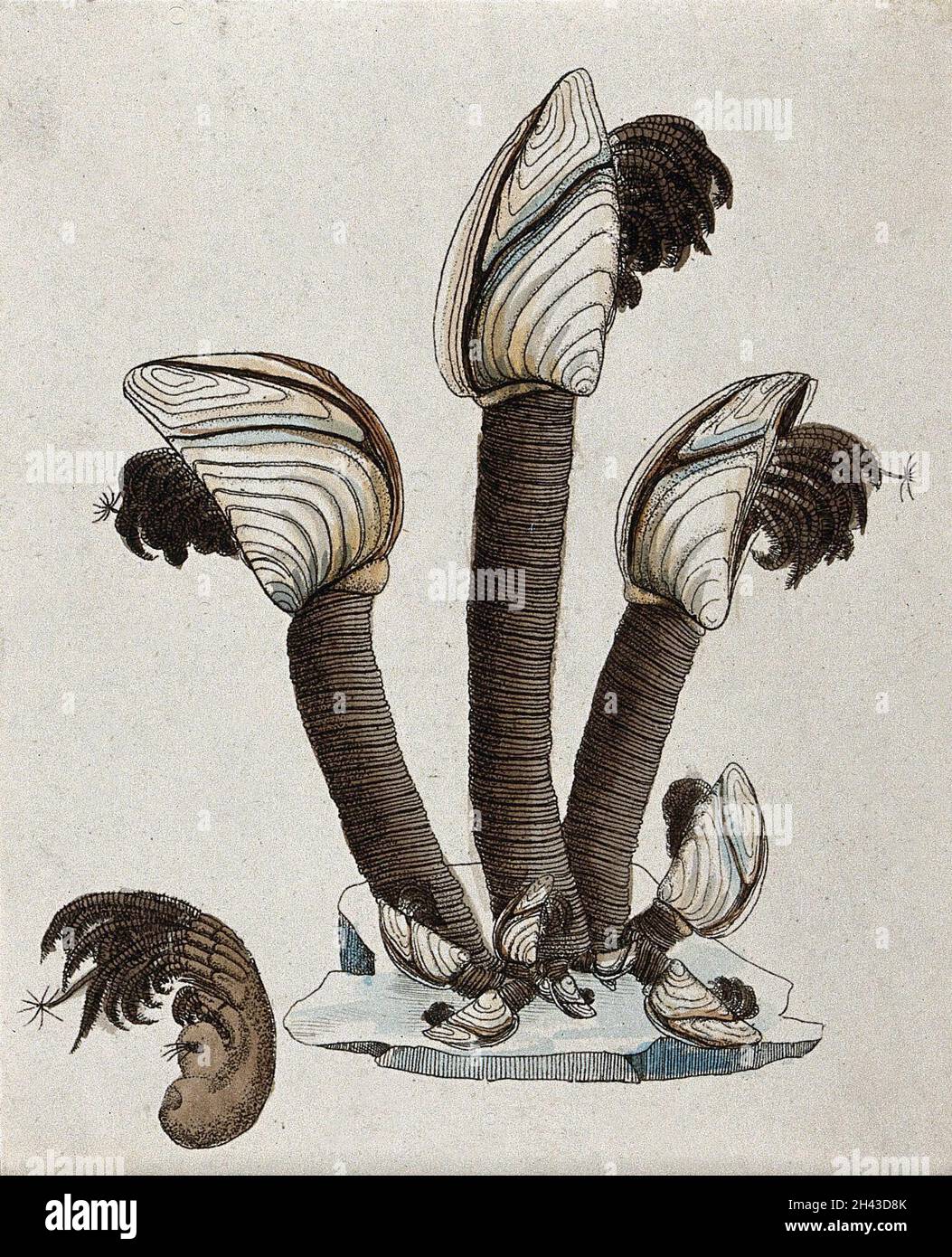 Marine animals (coelenterates). Coloured etching Stock Photo - Alamy