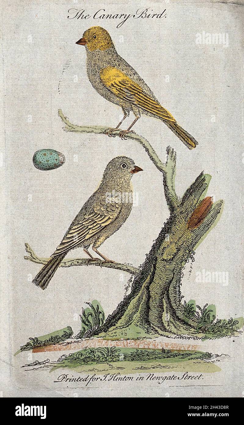 Two canary birds (finches) sitting on tree branches. Coloured etching ...