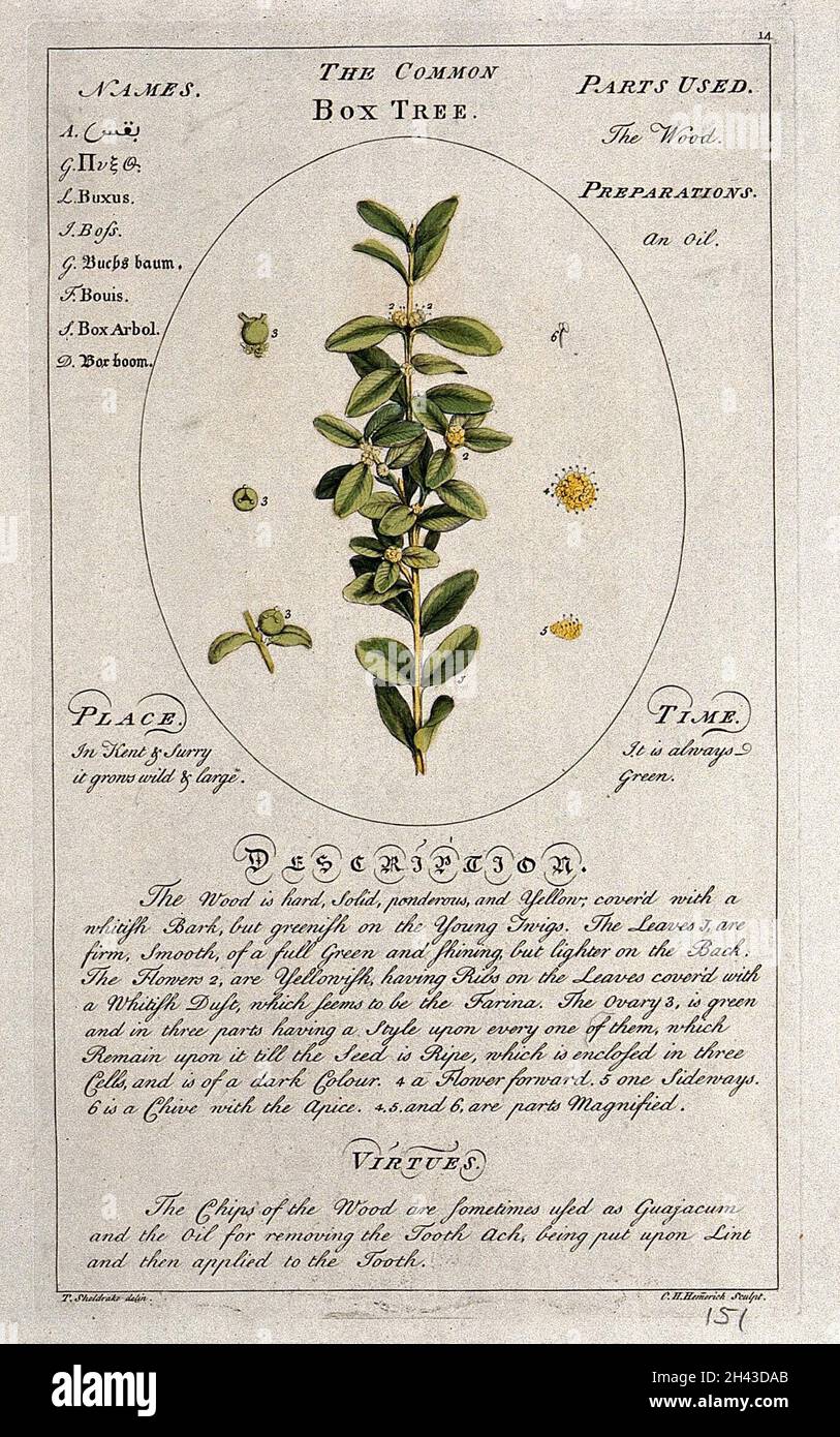Common box tree (Buxus sempervirens L.): flowering stem with separate ...