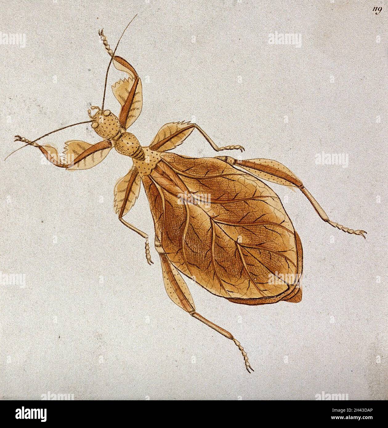 An insect, possibly a leaf-insect. Coloured etching Stock Photo - Alamy