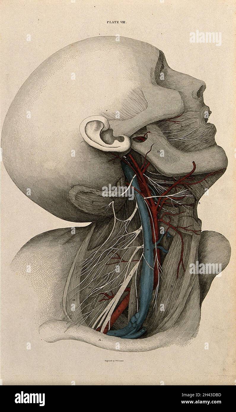 Neck and face: dissection, with blood-vessels and nerves indicated in ...