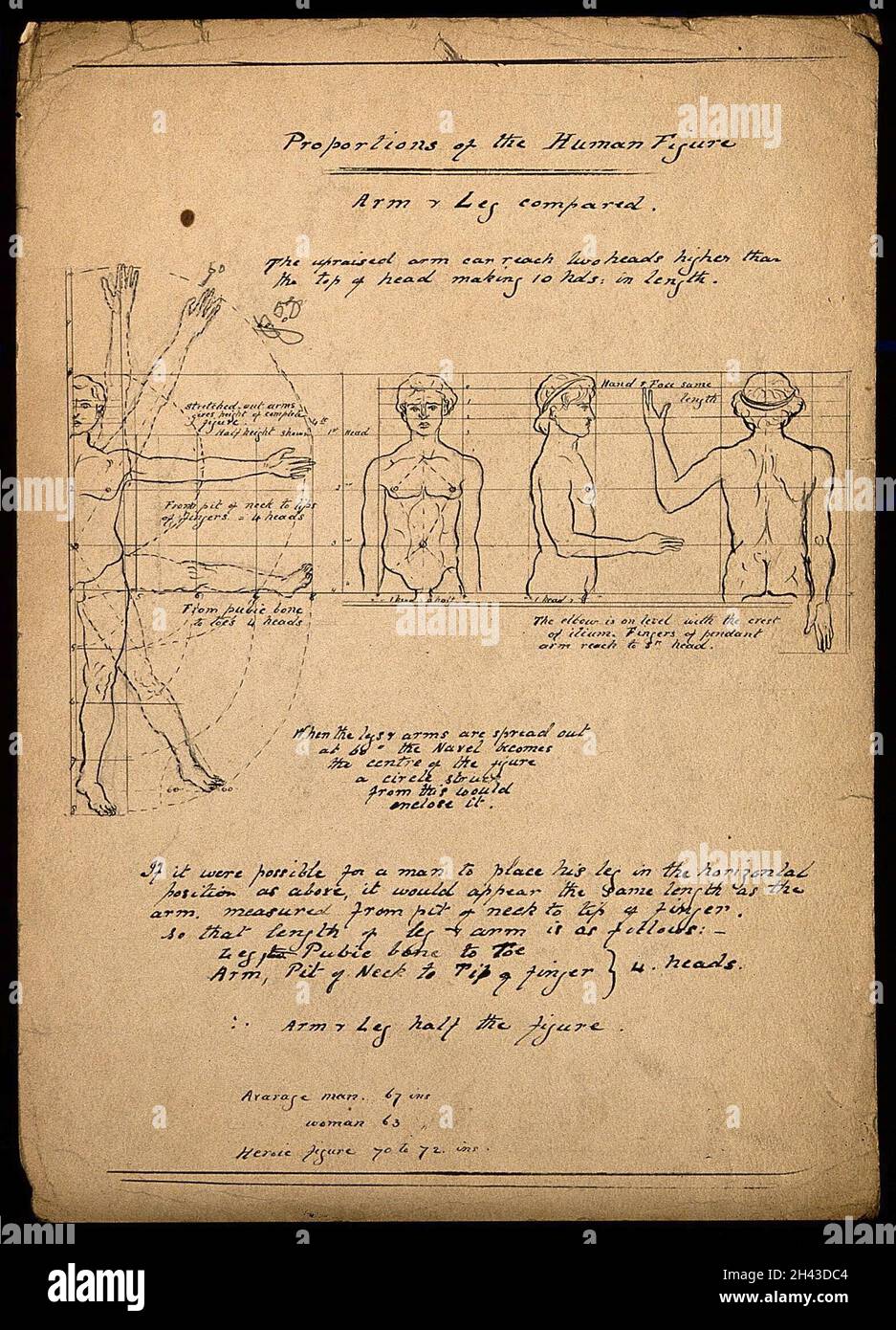 Proportions of the human body: annotated illustrations of the human ...