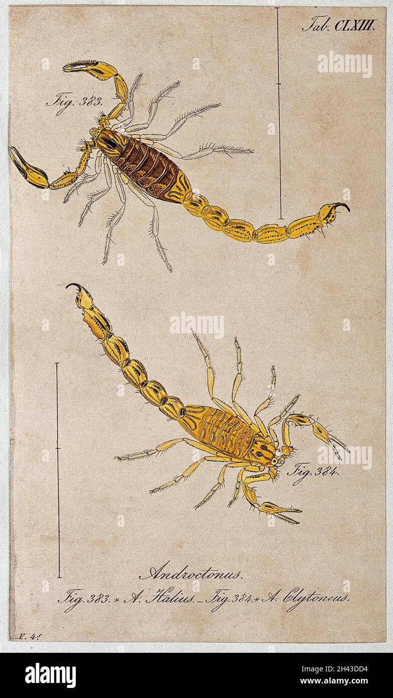 Two scorpions: Androctonus halius and Androctonus clytoneus. Coloured ...