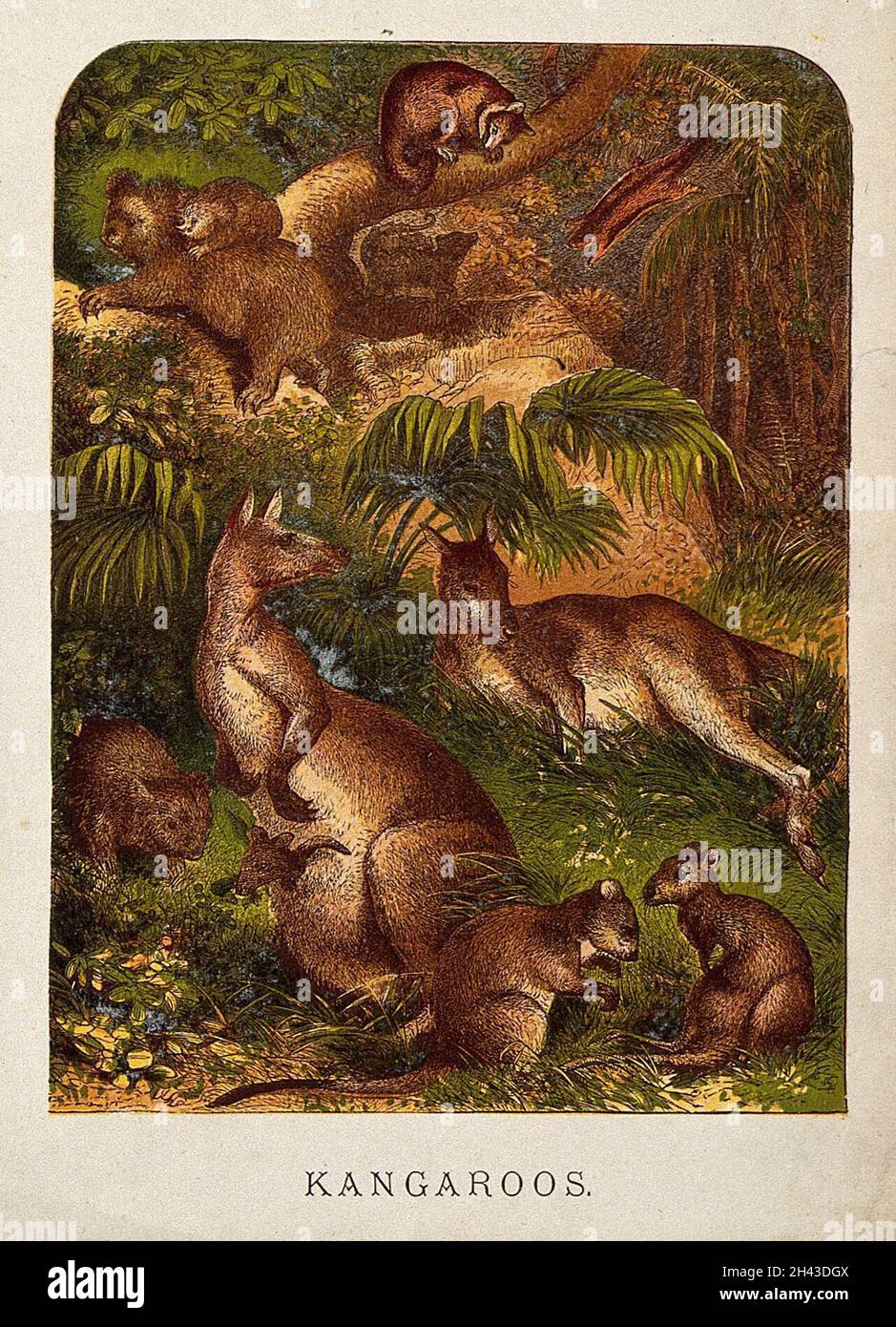 Family of kangaroos hi-res stock photography and images - Alamy