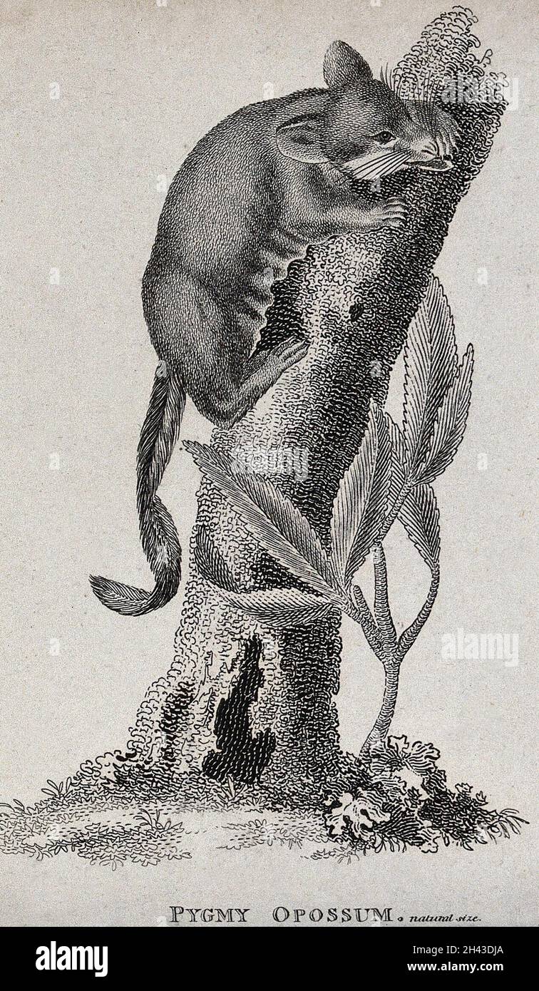 A pygmy opossum climbing up a tree. Etching Stock Photo - Alamy