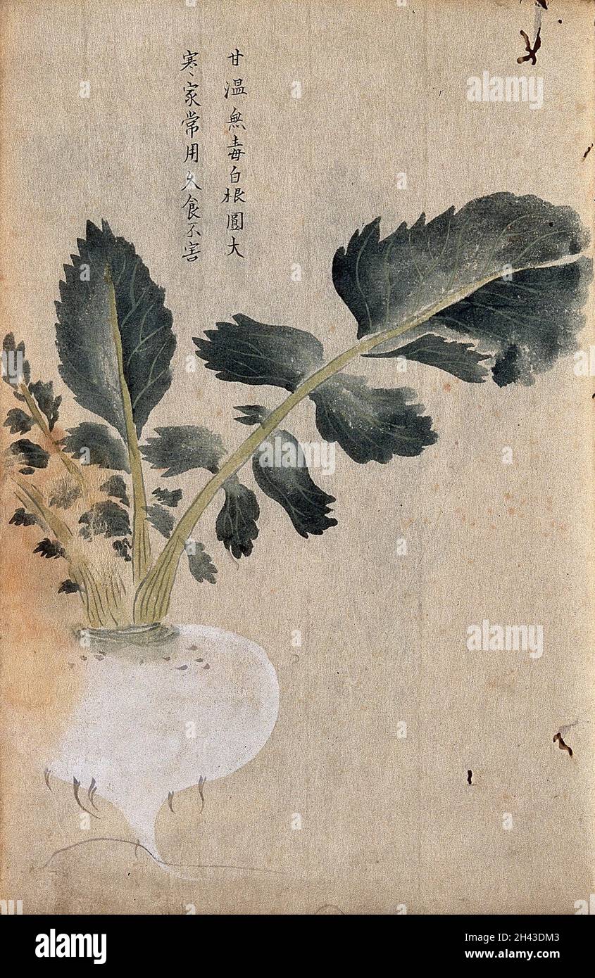 Turnip (Brassica rapa): root and leaves. Watercolour Stock Photo - Alamy
