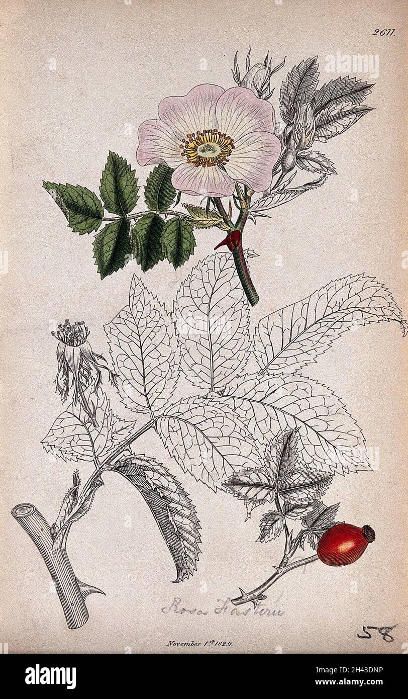 Dog rose (Rosa canina): flowering stem, leaf and fruit. Coloured ...