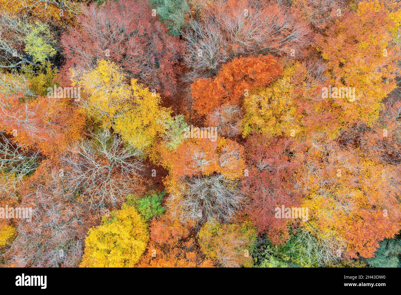 Autumn fall colours in October Stock Photo - Alamy