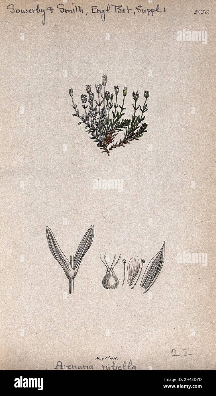 Sandwort (Arenaria verna): flowering stem and floral segments. Coloured ...