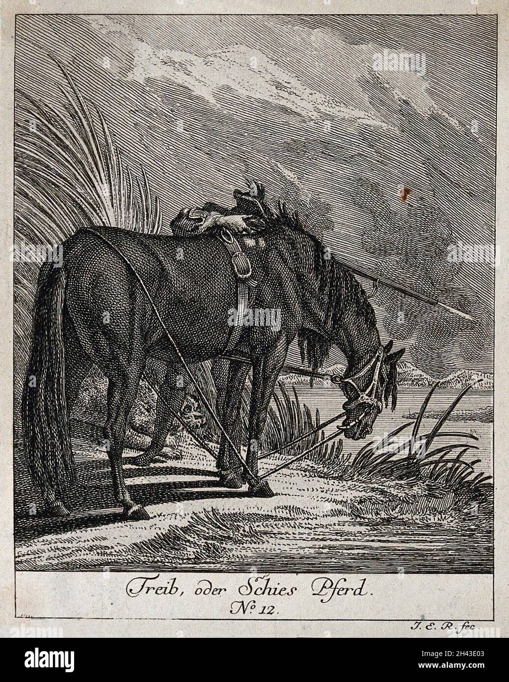 A shooting-horse is standing with its head tied to its hoofs and body ...