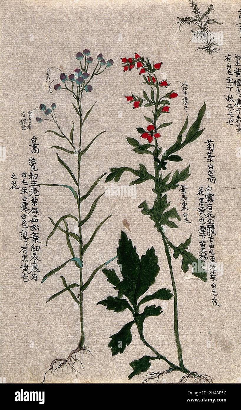 Two fruiting plants with conspicuous red and purple fruits and an ...