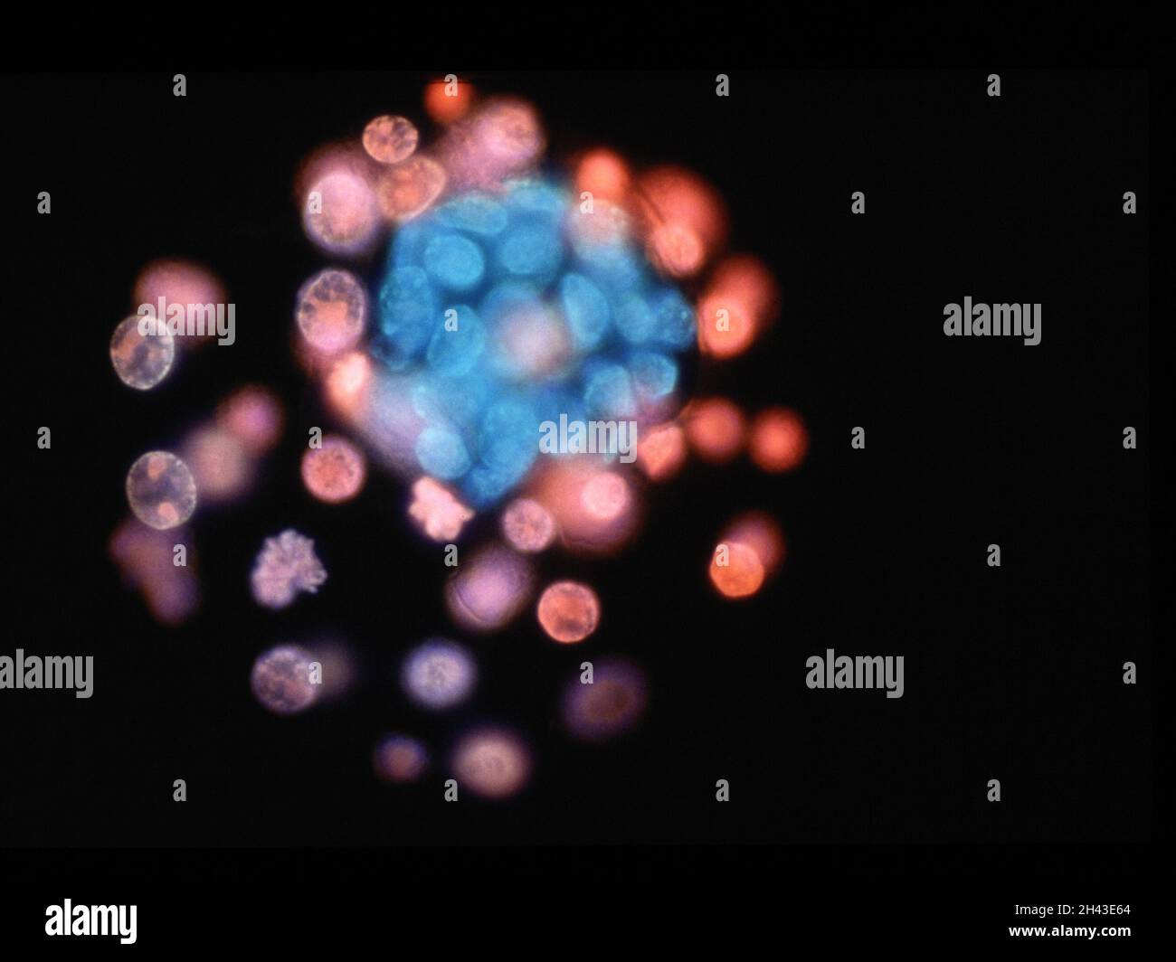 Inner cell mass hi-res stock photography and images - Alamy