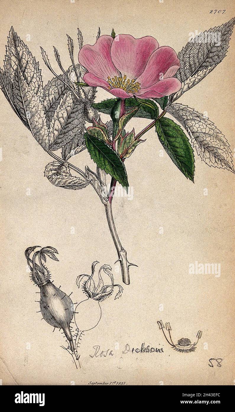 Rosa dicksoni hi-res stock photography and images - Alamy